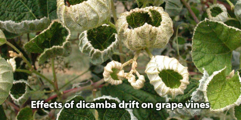 GMO Dicamba Herbicide Spreading to Non-GMO Crops