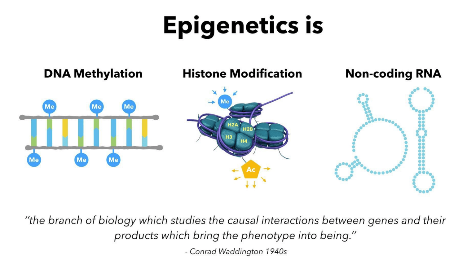 Epigenetics Exposes Darwinian Biology as a Religion – Your DNA Does NOT ...